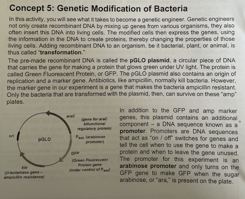 Solved Concept 5: Genetic Modification of Bacteria In this | Chegg.com