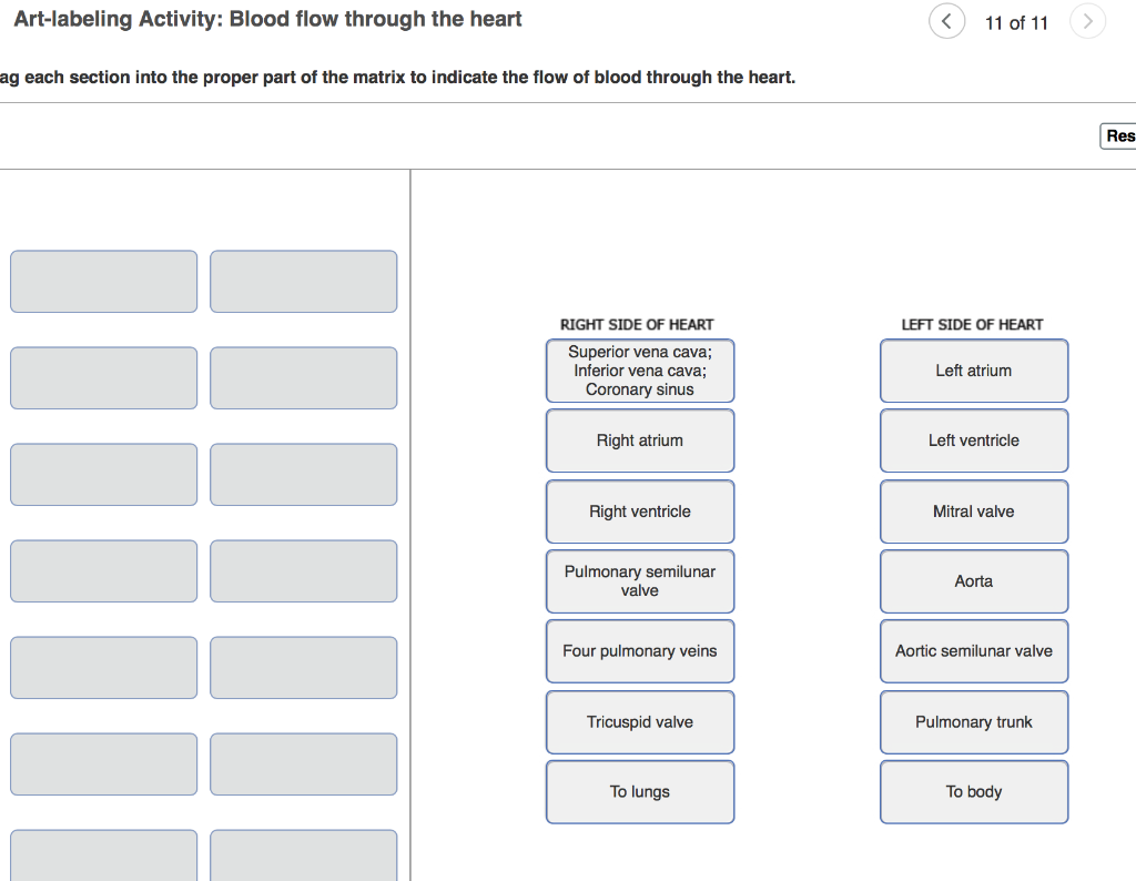 Solved Art-labeling Activity: Blood flow through the heart | Chegg.com