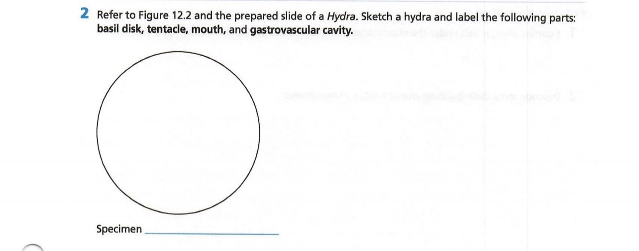 Solved 2 Make a sketch of Grantia spicules. Specimen 2 | Chegg.com