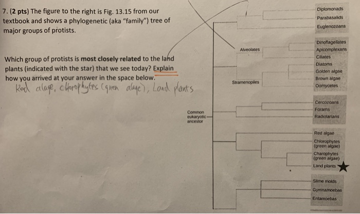 Solved Diplomonads 7. (2 pts) The figure to the right is | Chegg.com