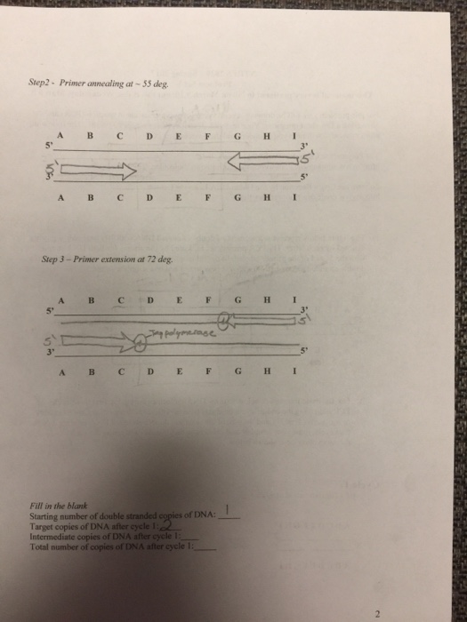 Solved Polymerase Chain Reaction by the Dolan DNA Learning | Chegg.com