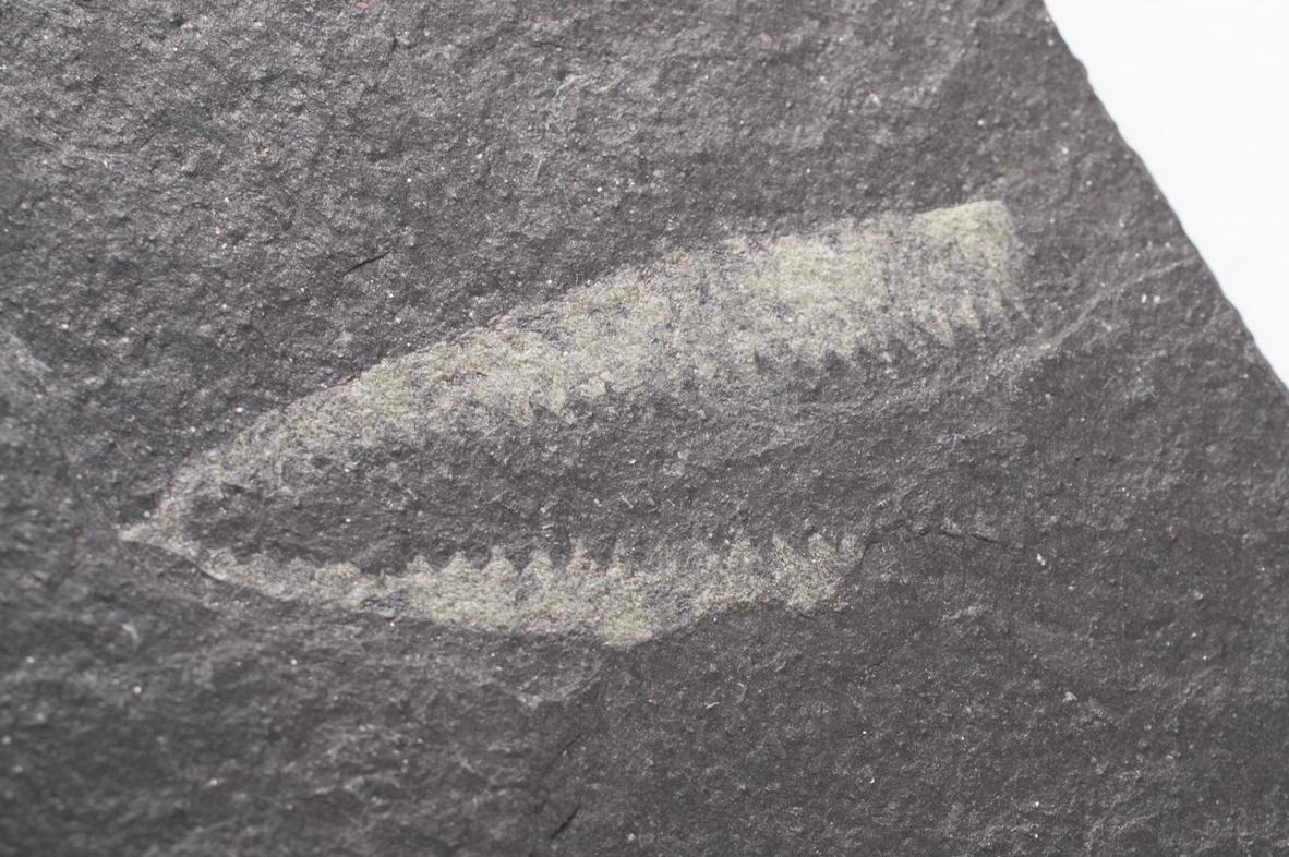Solved Graptolites Graptolites are common fossils that have | Chegg.com