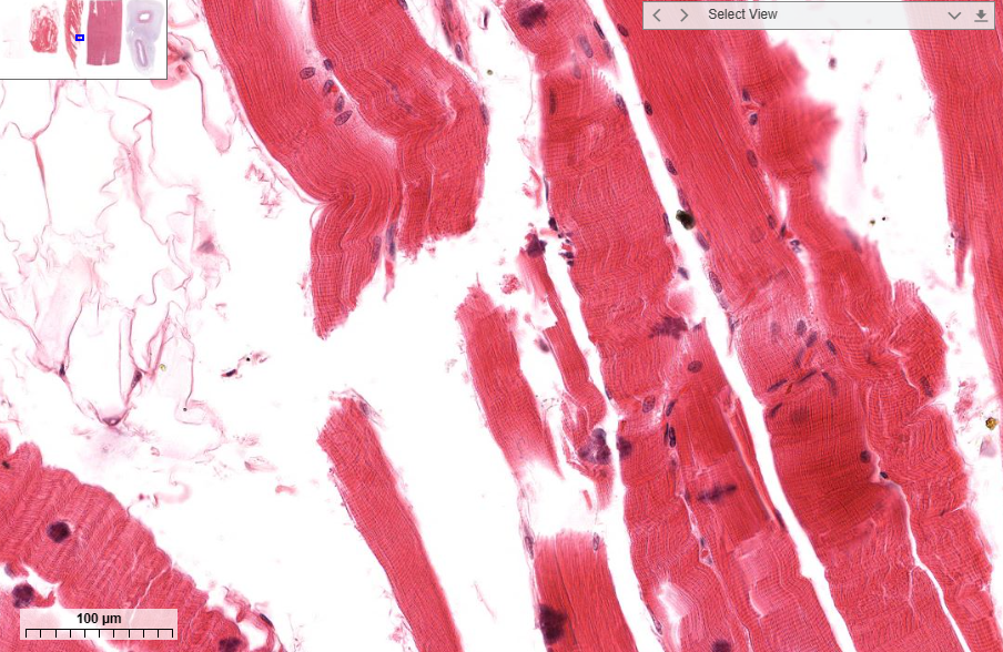 Solved Use Figure 4-11 in the textbook.Using the H&E stain, | Chegg.com Solved Use Figure 4-11 in the textbook.Using the H&E stain, | Chegg.com