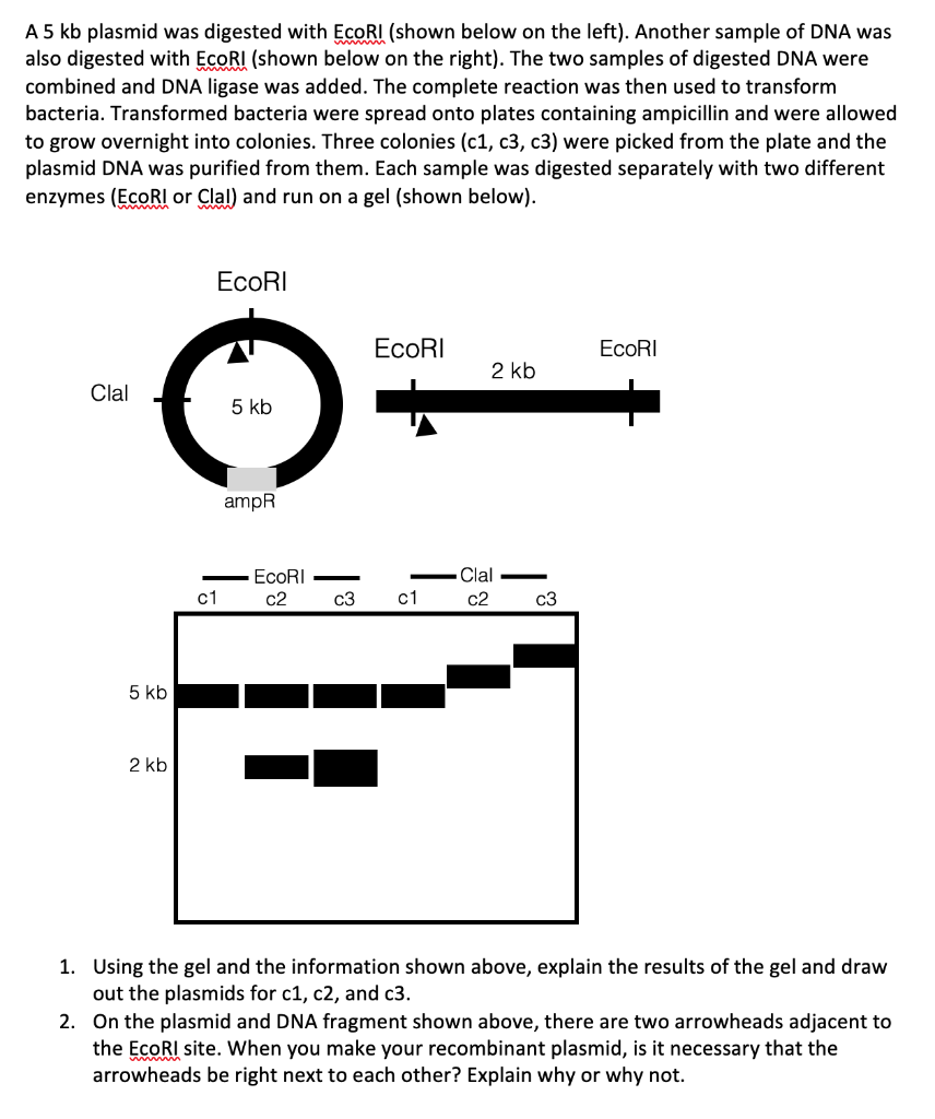 Solved A 5 kb plasmid was digested with EcoRI (shown below | Chegg.com