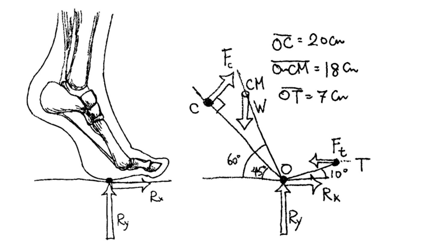 Solved We’re trying to measure the force distribution on the | Chegg.com