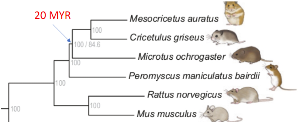 4. The rodent phylogeny reconstructed from whole | Chegg.com