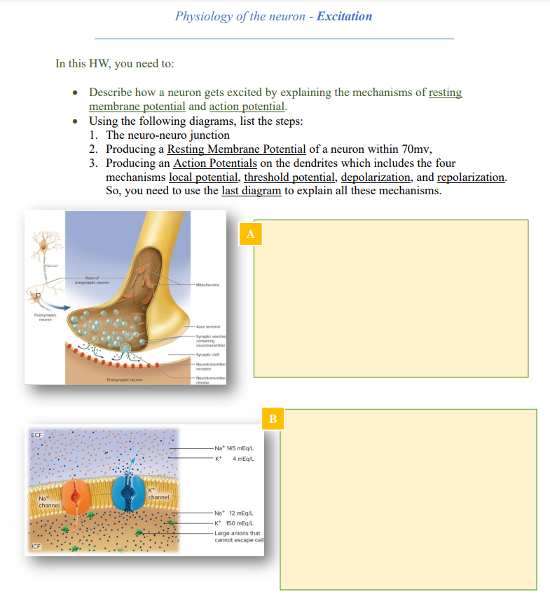 Solved Describe how a neuron gets excited by explaining the | Chegg.com