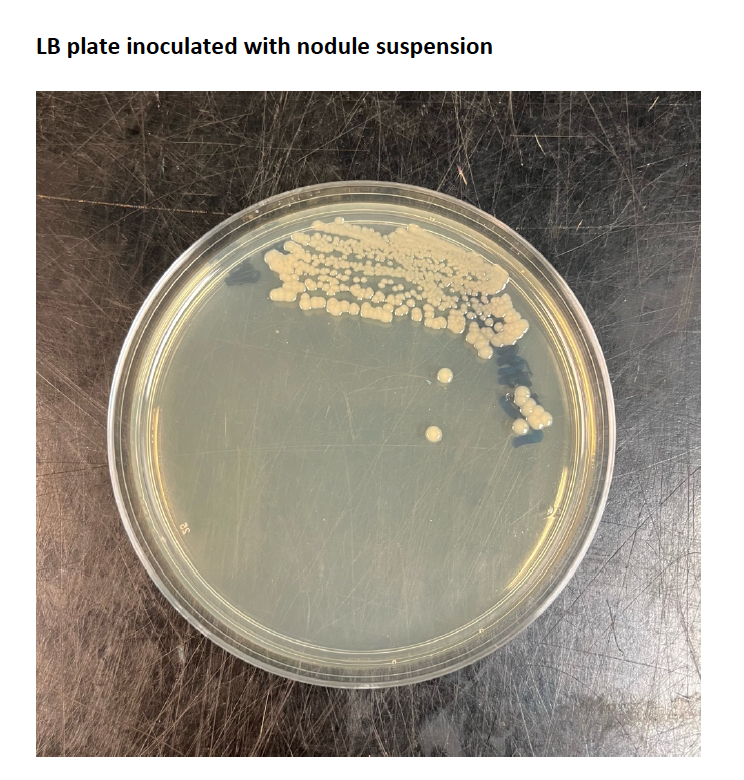 Solved Microbiology: Describe the morphology of the colonies | Chegg.com