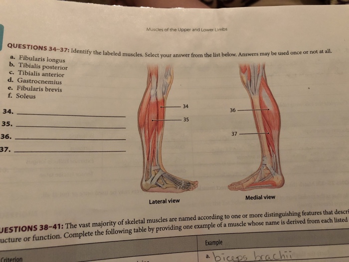 Solved Muscles of the Upper and Lower Limbs QUESTIONS 34-37: | Chegg.com