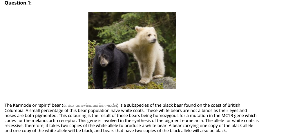 Solved Question 1: The Kermode or "spirit" bear (Ursus | Chegg.com