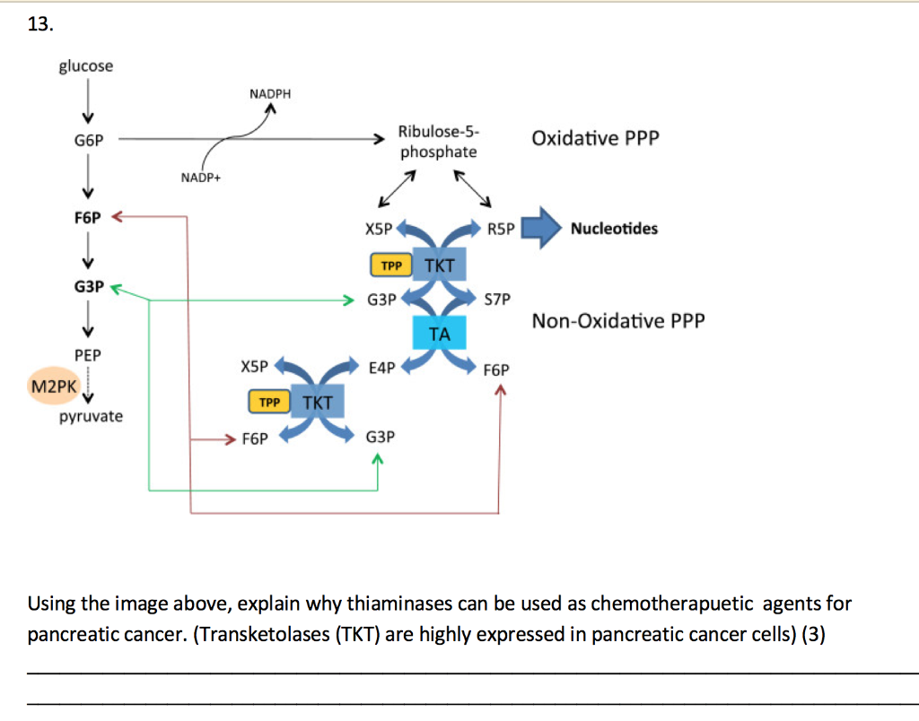 Solved 13. glucose NADPH GOP Ribulose-5- phosphate Oxidative | Chegg.com