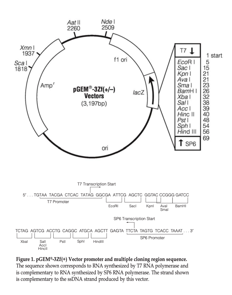 Solved Following plasmid DNA isolation, these clones were | Chegg.com