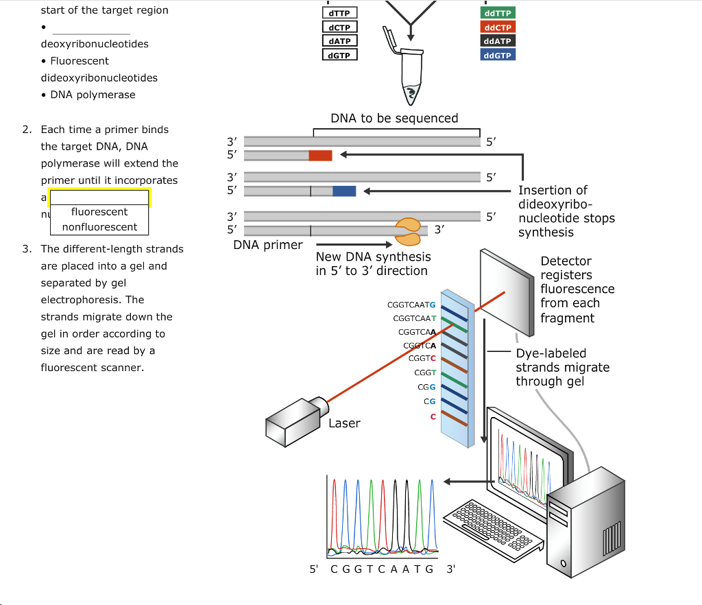 Solved 4. The chain termination method Aa Aa In this | Chegg.com