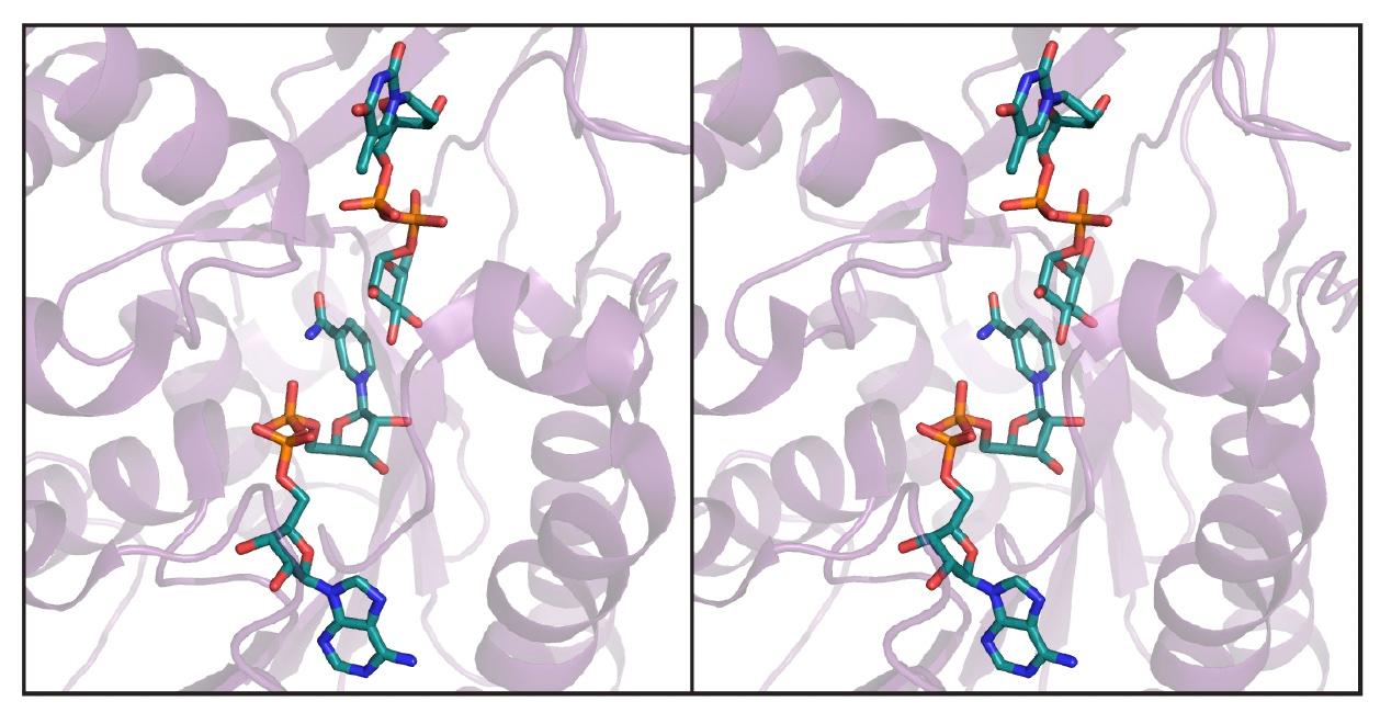 Solved One of the enzymes involved in the biosynthesis of | Chegg.com