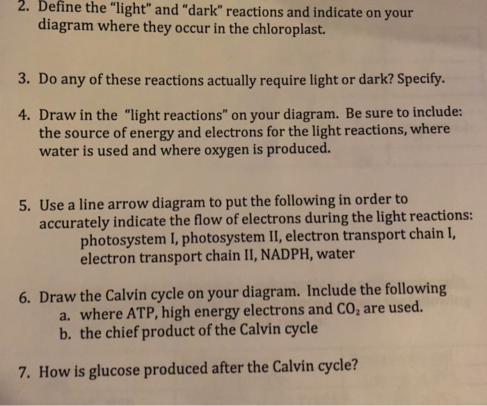 Solved 2. Define the "light" and "dark" reactions and | Chegg.com