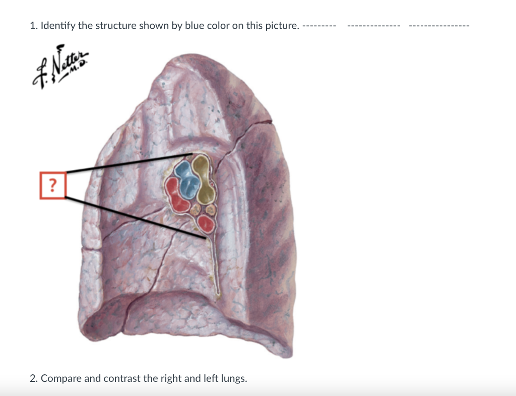 Solved 1. Identify the structure shown by blue color on this | Chegg.com