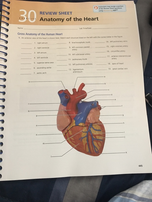 Solved Nstructors May Avign A Portion 30 REVIEW SHEET Chegg