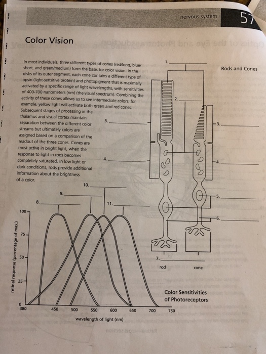 Solved Color Vision 1. Axon 2. Blue/short cones 3. | Chegg.com