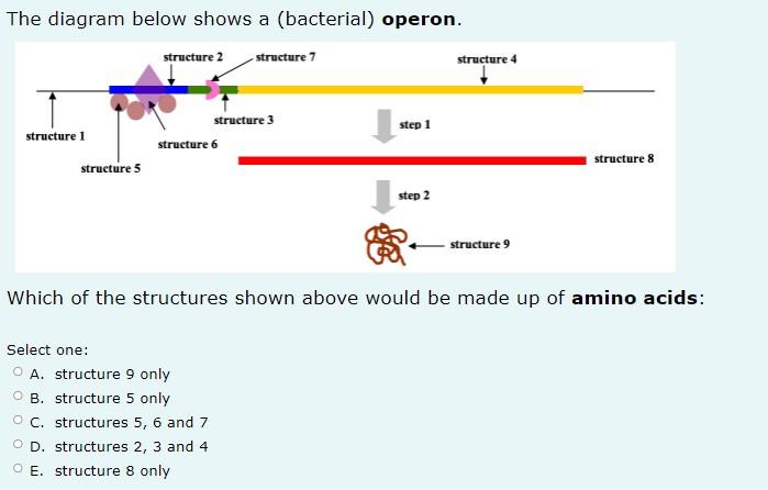 Solved The diagram below shows a (bacterial) operon. | Chegg.com
