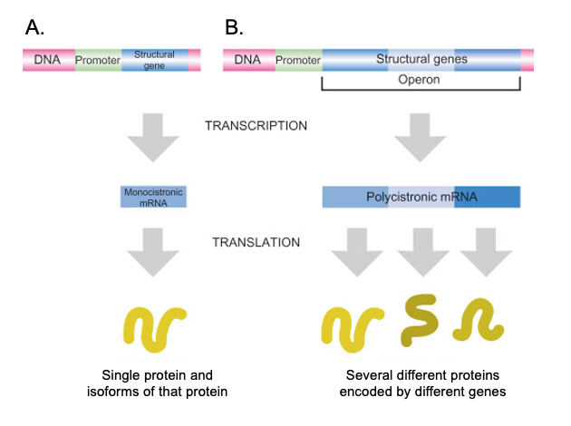 Solved In the above figure, Panel A shows the typical | Chegg.com