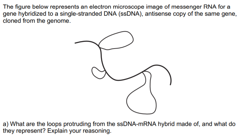 Solved The figure below represents an electron microscope | Chegg.com