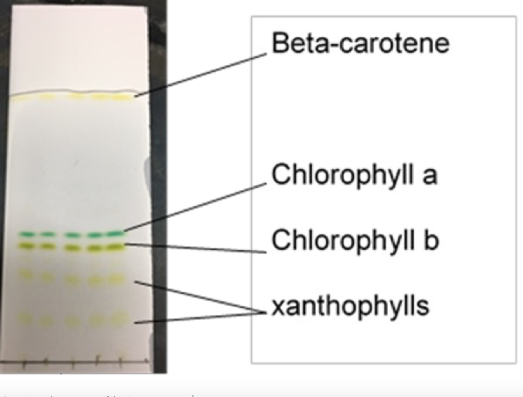 Figure 18. TLC of experimental spinach reference | Chegg.com