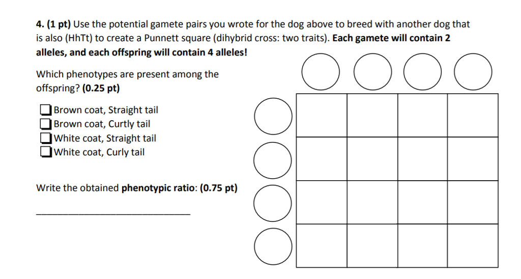 Blank Dihybrid Punnett Square