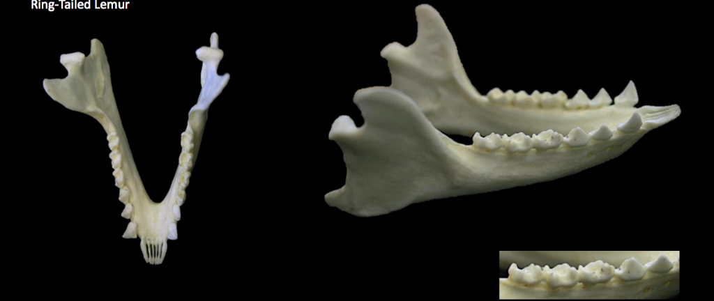 Solved Ring-Tailed Lemur Part 1: The Dental Formula | Chegg.com