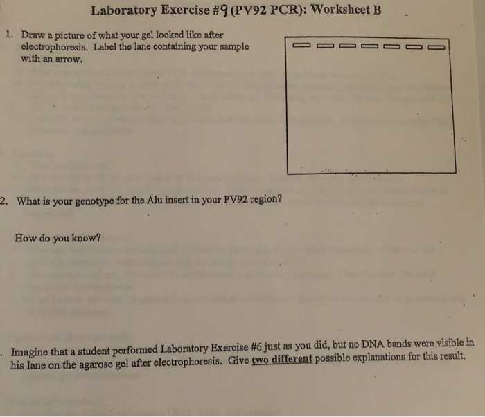 Laboratory Exercise #9(PV92 PCR): worksheet B 1. Draw | Chegg.com