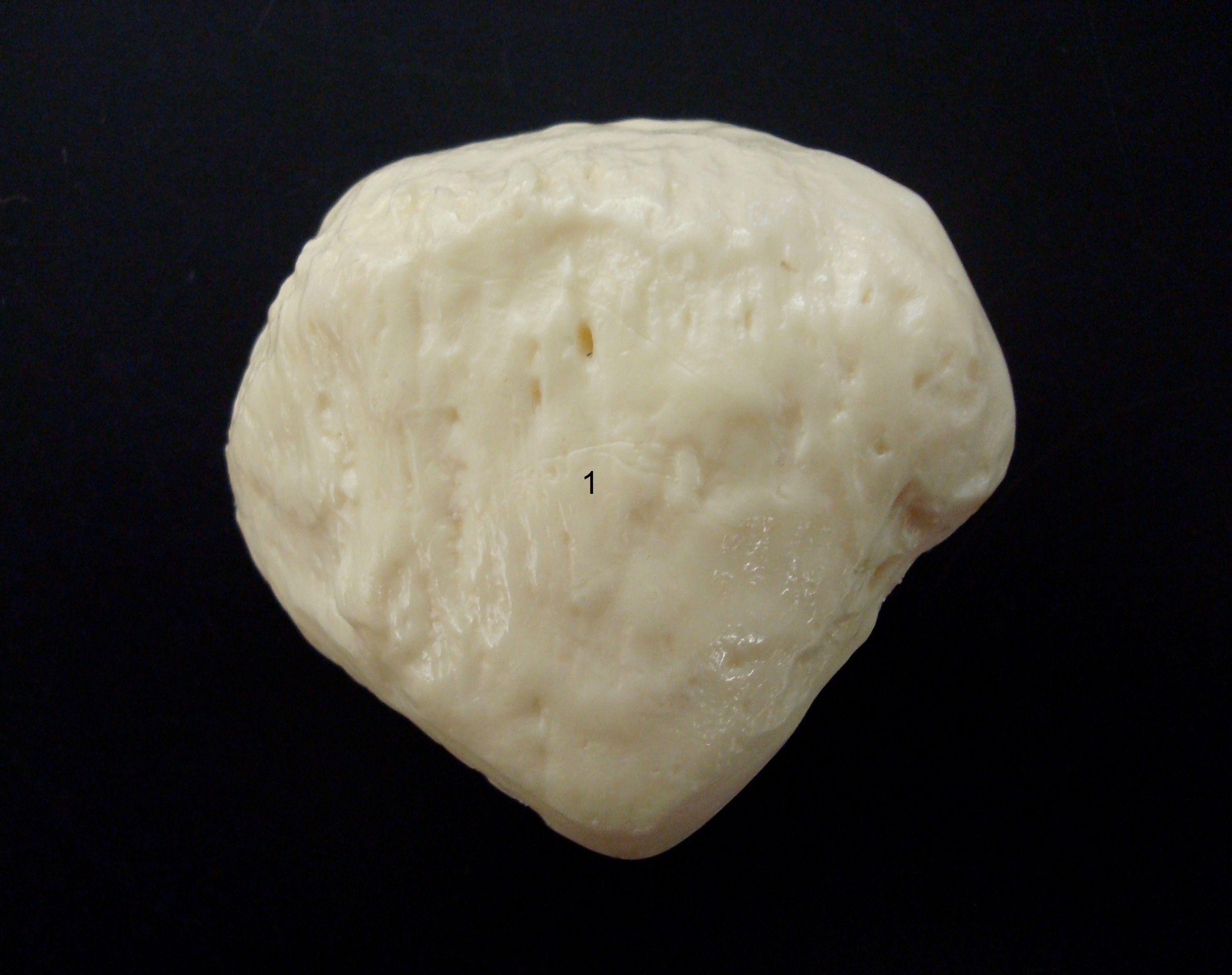 Patella Bone Unlabeled