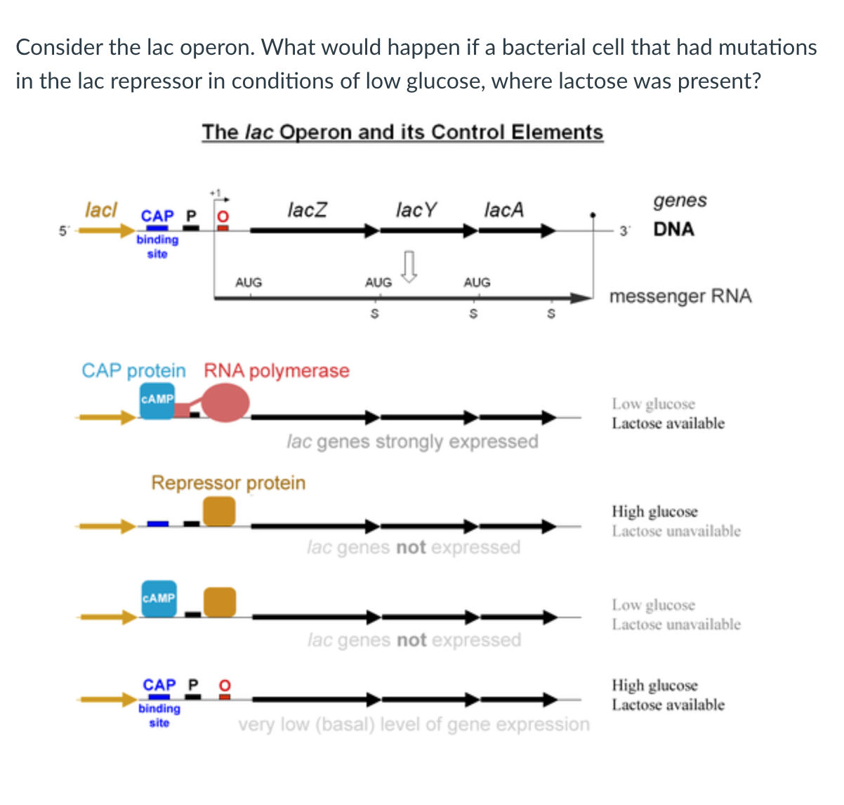Solved Consider the lac operon. What would happen if a | Chegg.com