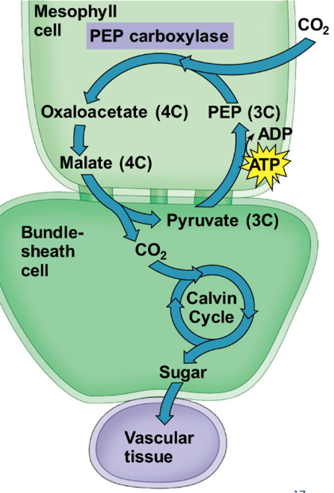 Solved C4 Plant Pathway: QUESTIONS: Why are the bundle | Chegg.com