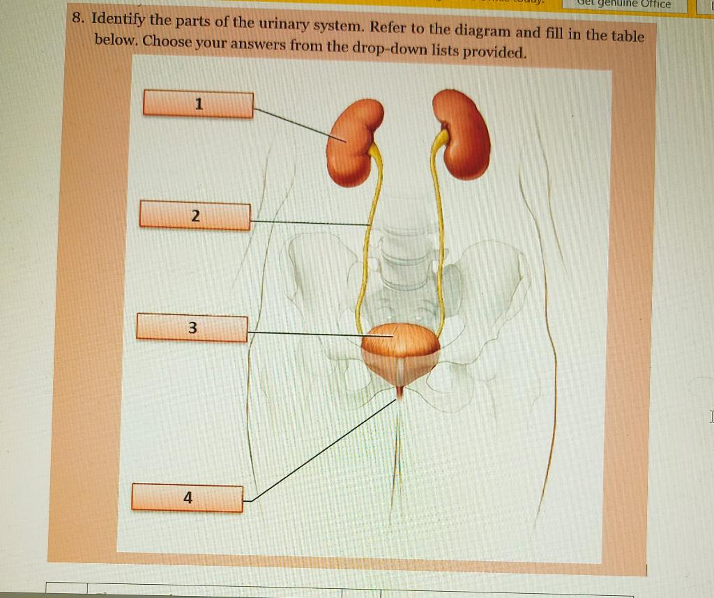 Solved Identify the parts of the urinary system. Refer to | Chegg.com
