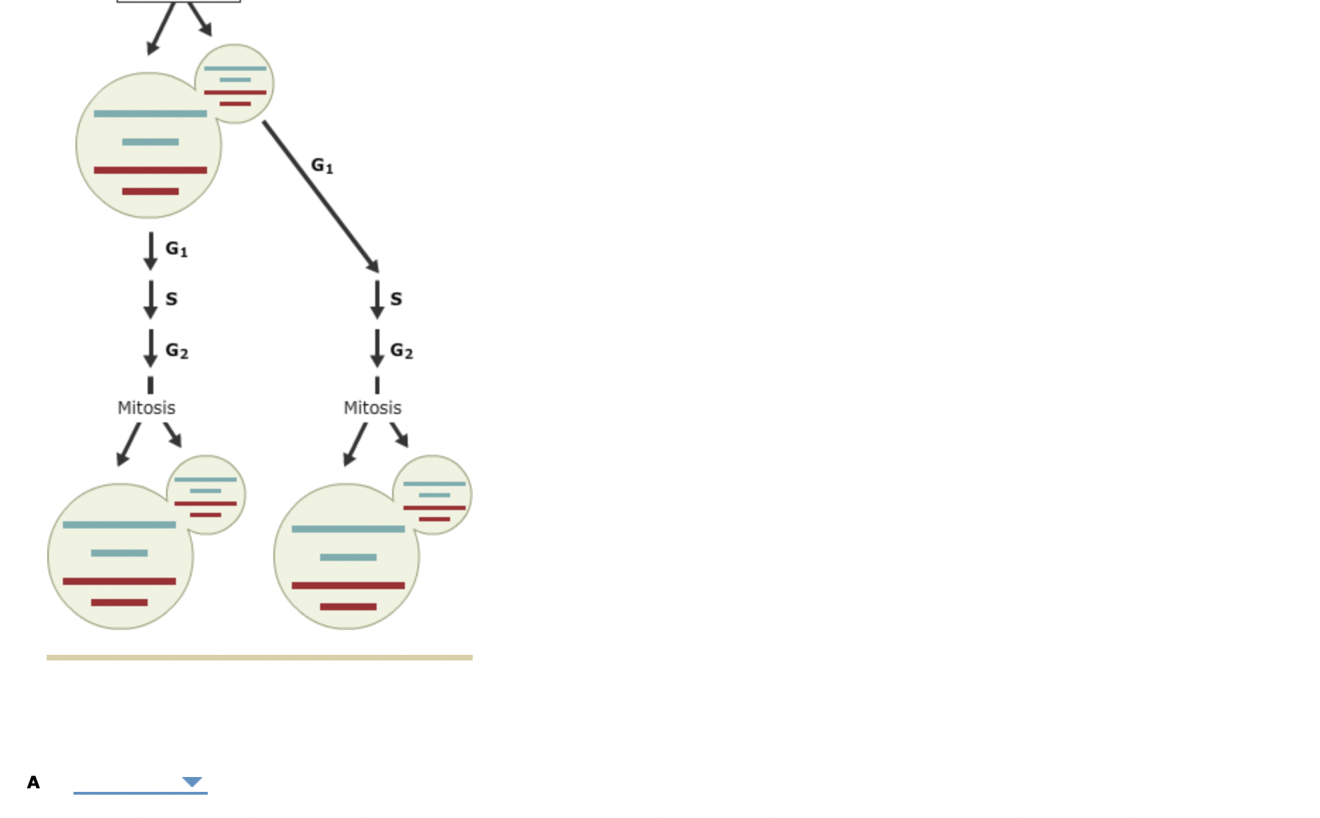 Solved 2. The life cycle of budding yeast The unicellular | Chegg.com