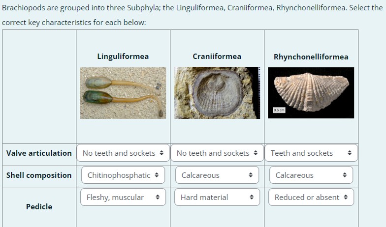 Solved Brachiopods are grouped into three Subphyla; the | Chegg.com