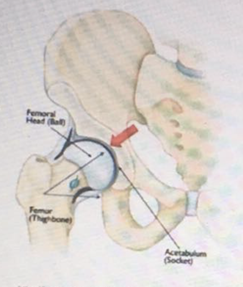 Consider a normal human leg shown in the figure | Chegg.com
