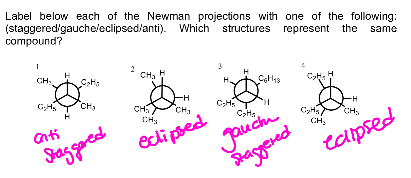 Solved Label below each of the Newman projections with one | Chegg.com