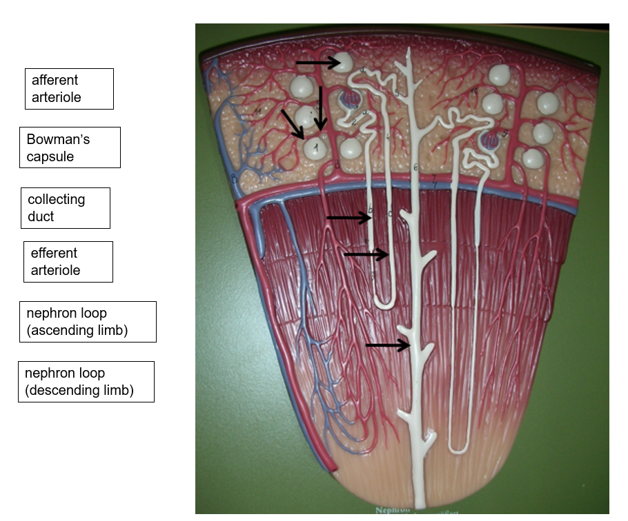 Renal Lobule