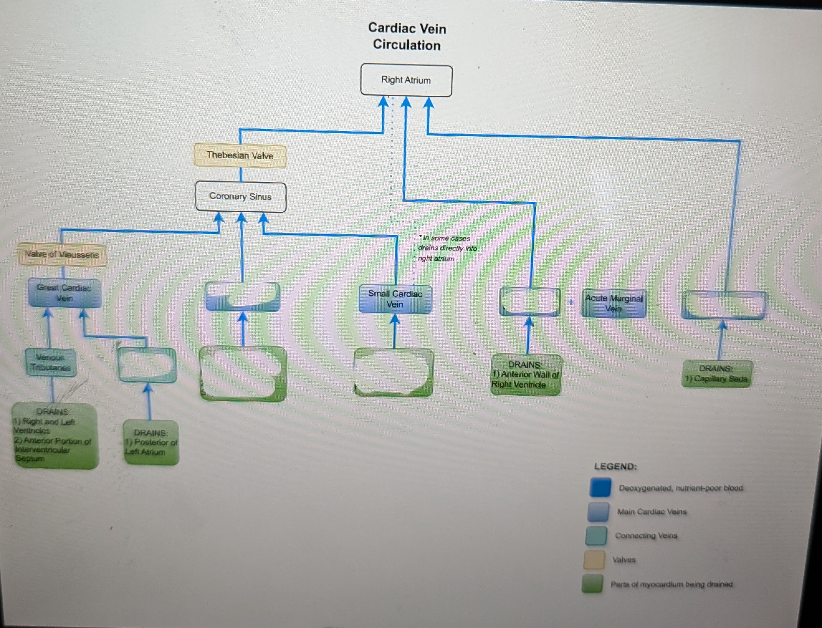 Solved Using these terms fill in the flowchart with what's | Chegg.com
