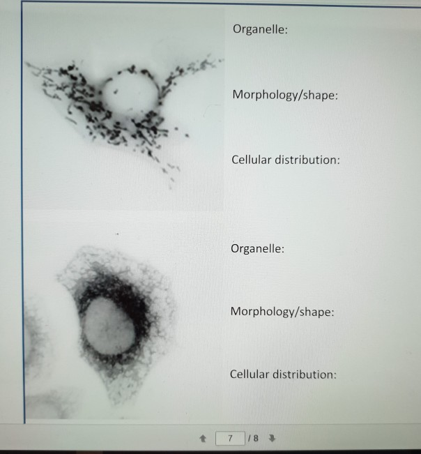 Solved 3. Subcellular structures as viewed by fluorescence | Chegg.com