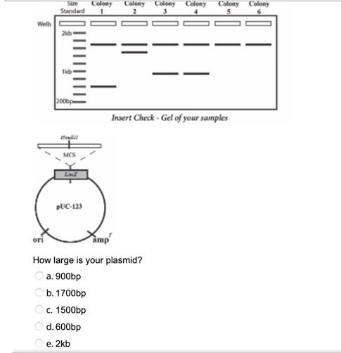 Solved QUESTION 34 You have identified the minimum tiling | Chegg.com