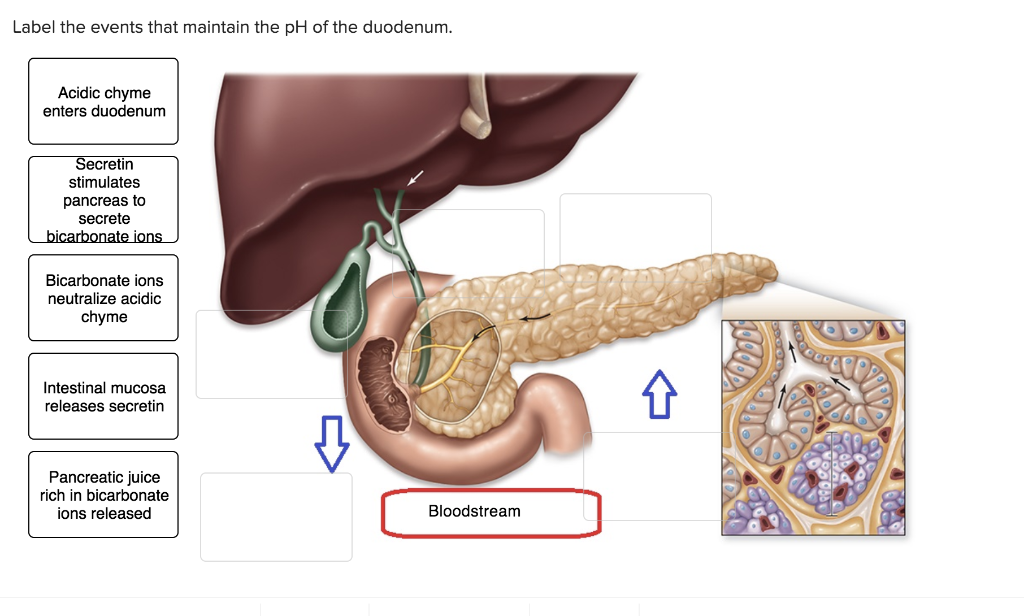 Solved Label the events that maintain the pH of the | Chegg.com