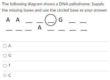 Solved The following diagram shows a DNA palindrome. Supply | Chegg.com