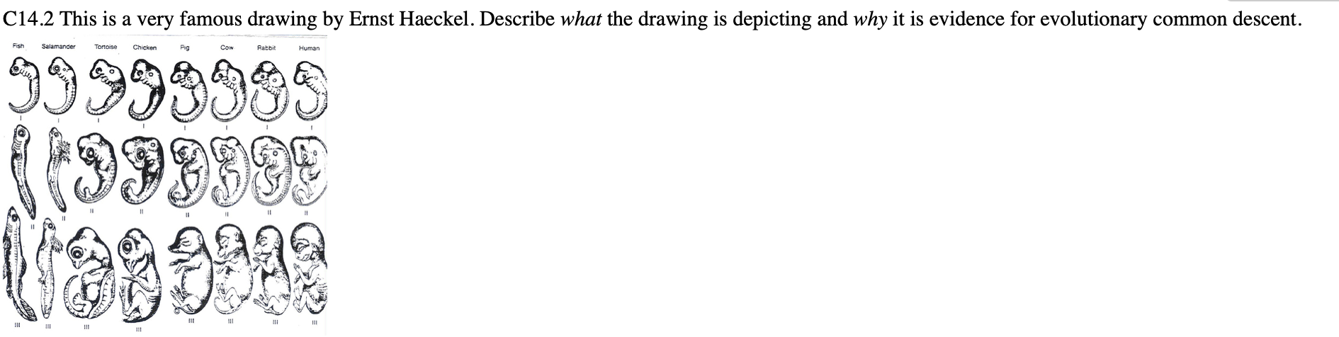 Solved C14.2 This is a very famous drawing by Ernst Haeckel. | Chegg.com