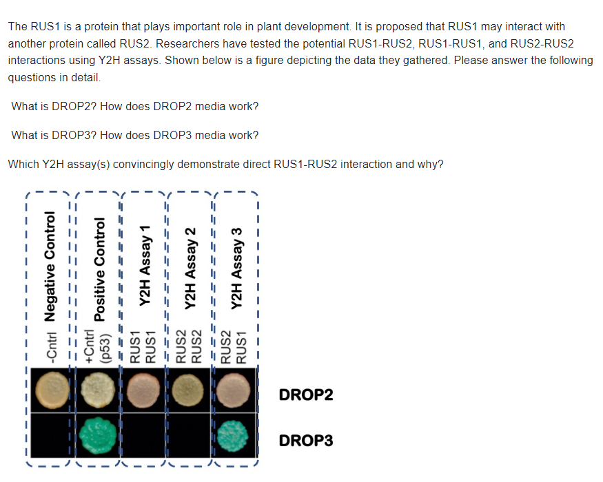 Solved The RUS1 is a protein that plays important role in | Chegg.com