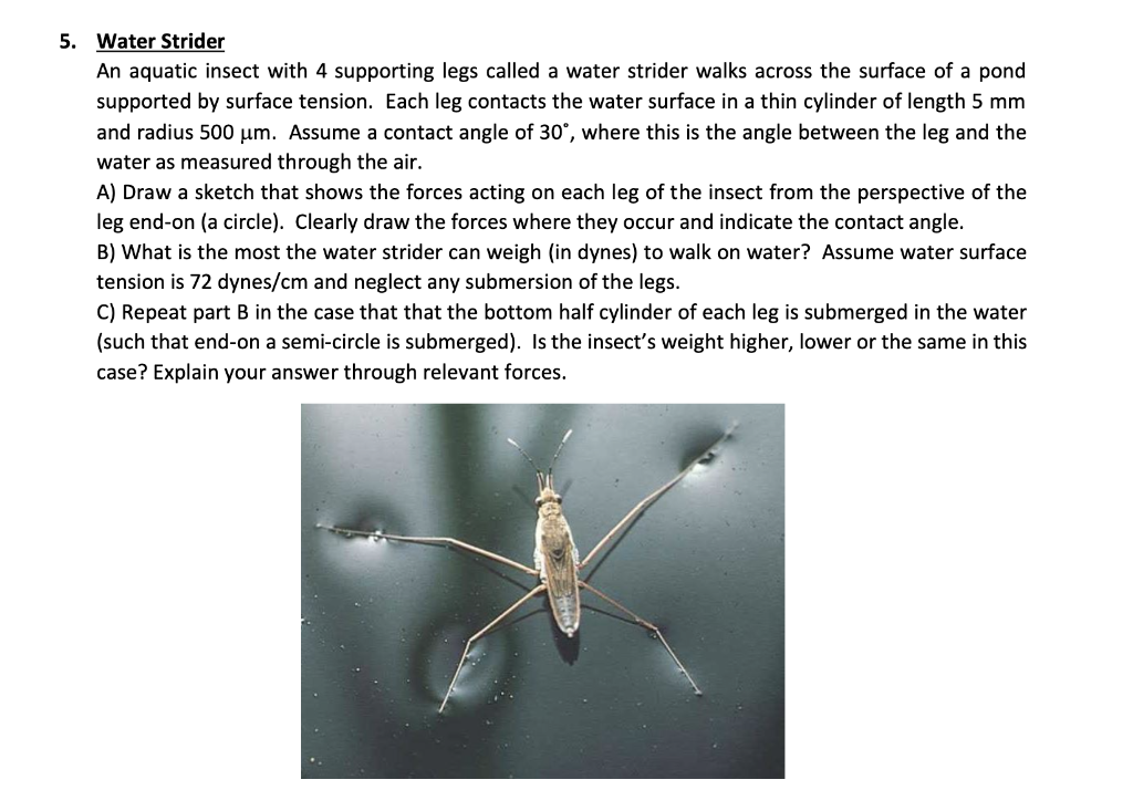 Solved 5. Water Strider An aquatic insect with 4 supporting | Chegg.com