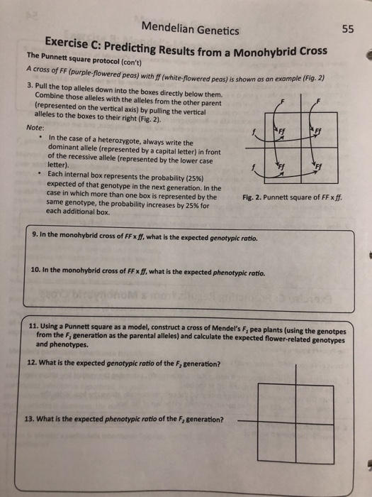Solved Mendelian Genetics Exercise C: Predicting Results | Chegg.com