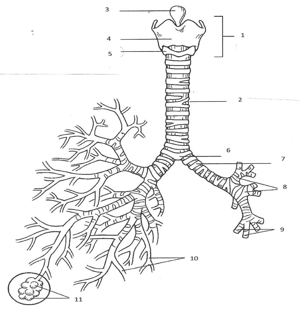 Respiratory System Unlabeled Diagram
