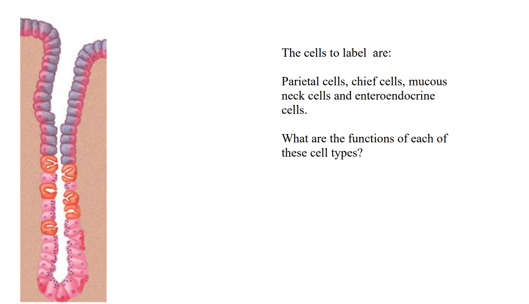 Solved The cells to label are: Parietal cells, chief cells, | Chegg.com