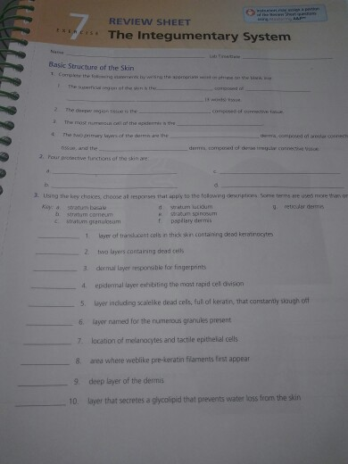 7 REVIEW SHEET The Integumentary System Basic | Chegg.com